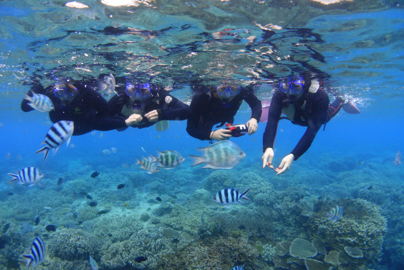 DSC00612 | 古宇利島ダイビング